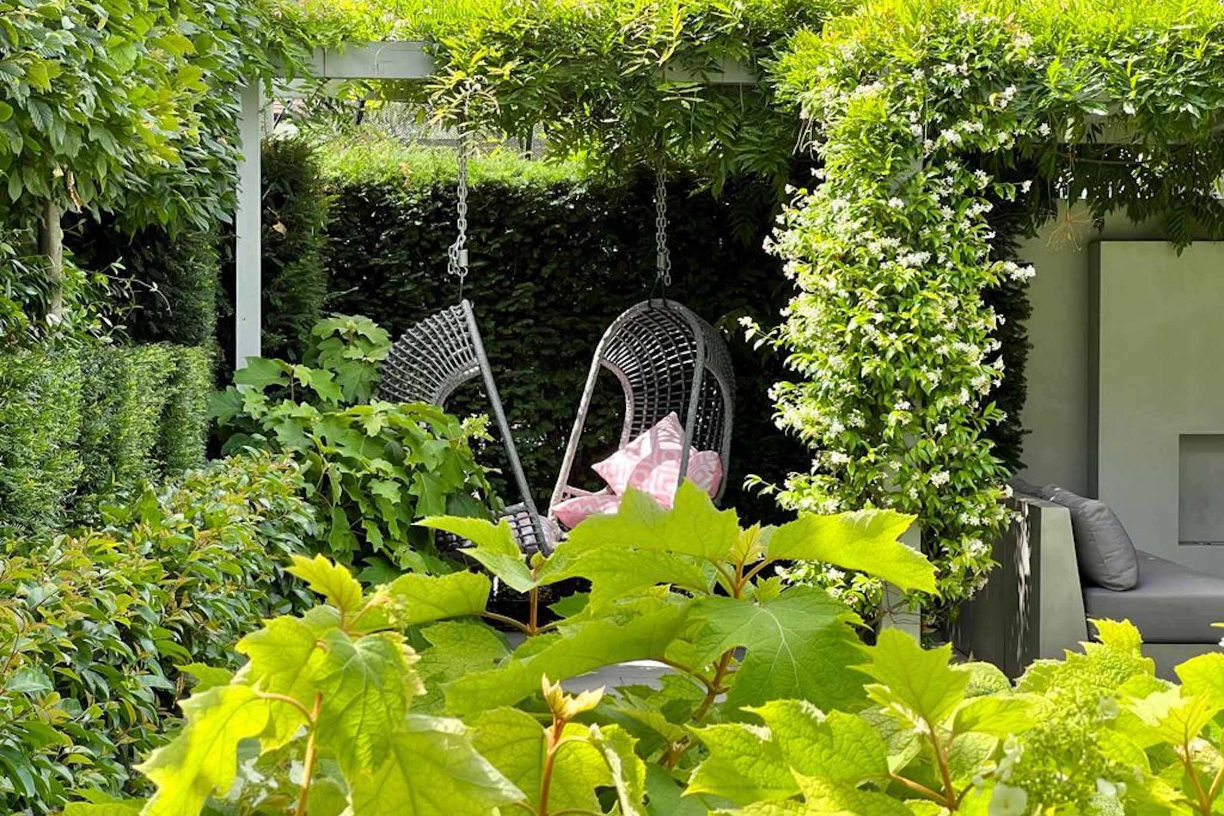 Garden Designer Wandsworth Urban Retreat Cube Planter Betulus